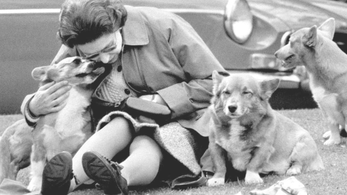 Dorgi: la raza de perro creada por la reina de Inglaterra