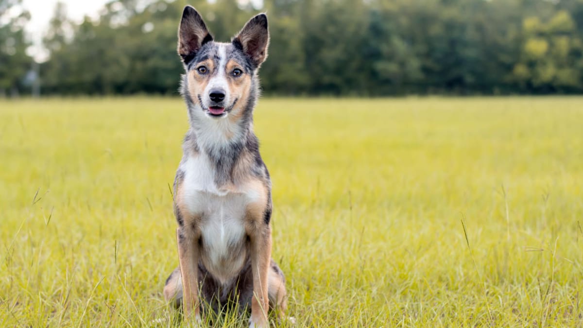 Australijski koolie - wygląd, charakter, hodowla i cena