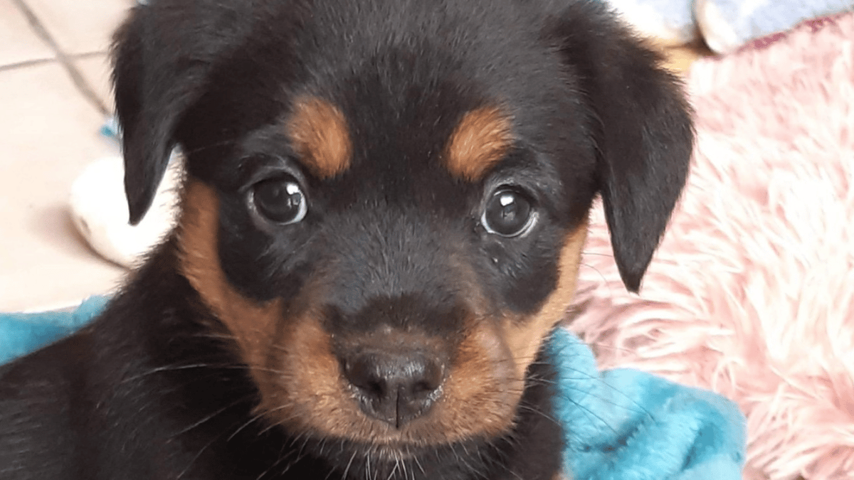 Une famille trouve des chiots sur le bord de la route : elle n’hésite ...