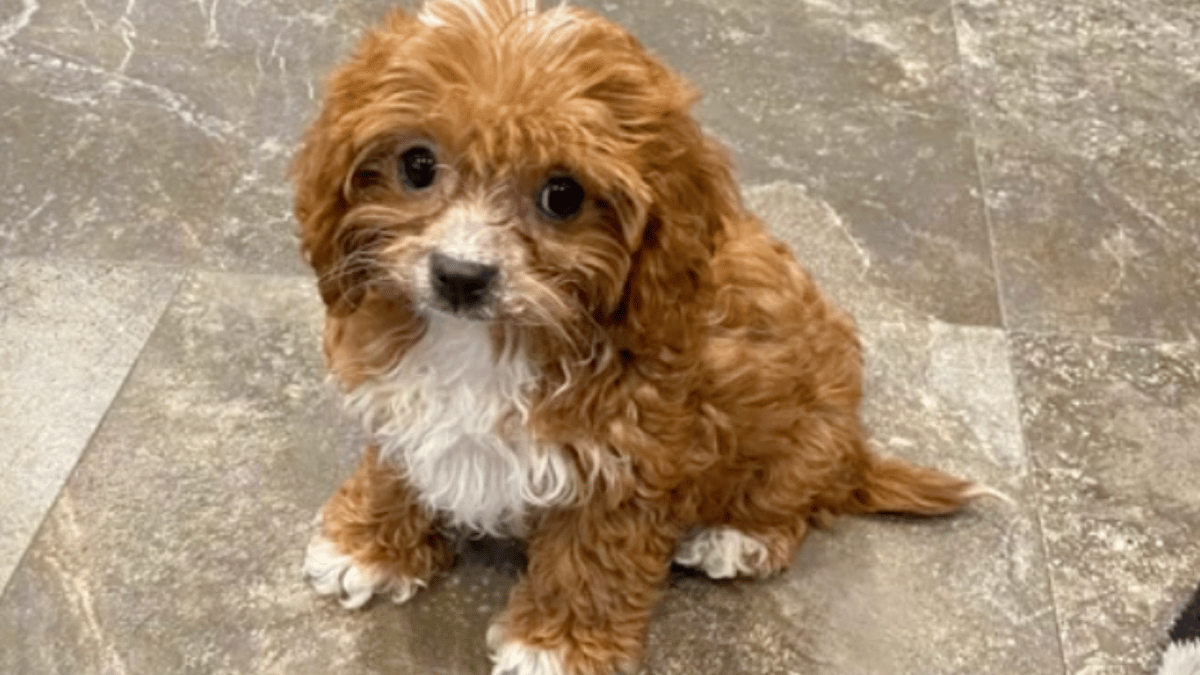 Züchter verschenkt Cavapoo-Welpen: Der Grund dafür empört alle!