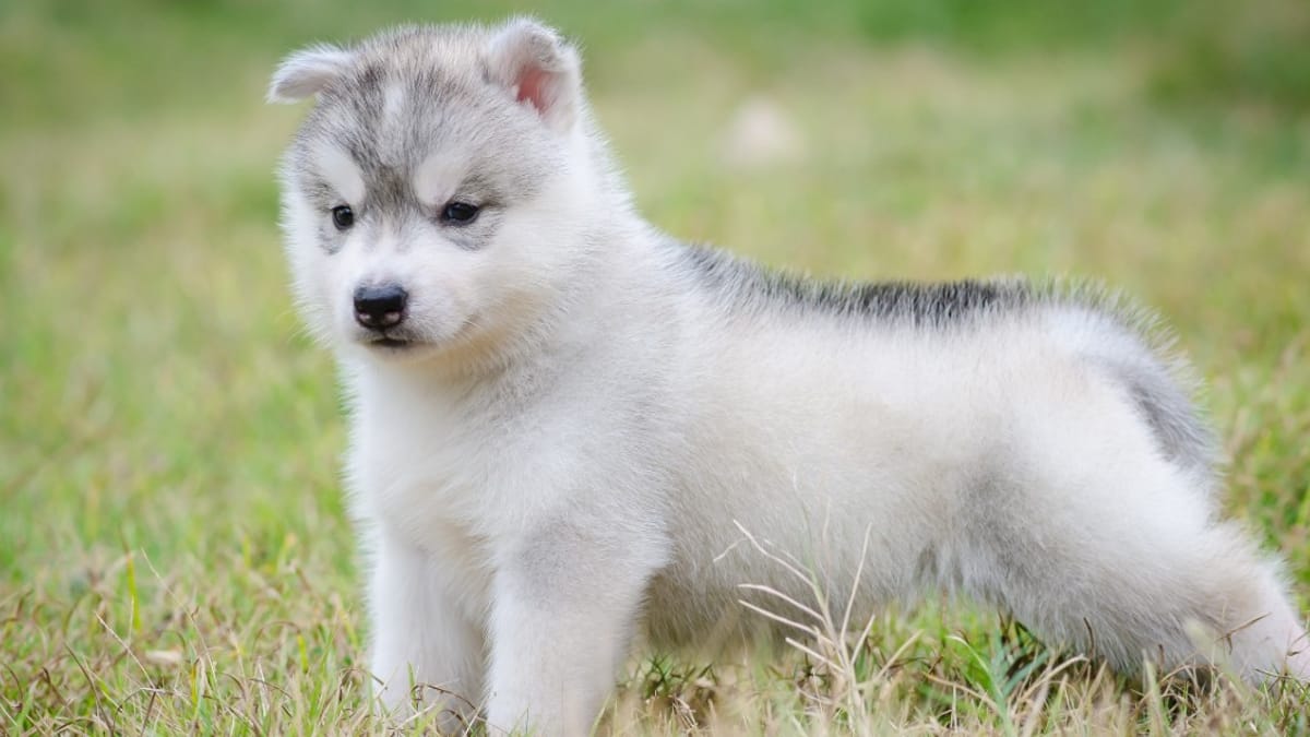 Husky de 2 mois abandonné à la SPA : tout le monde est furieux et triste