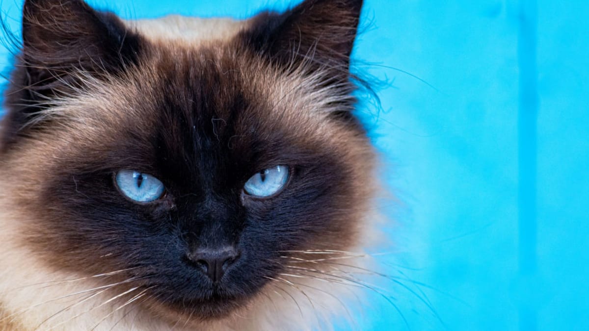 Chi è Sfigatto, il micio di Ti Presento i Miei (Video)