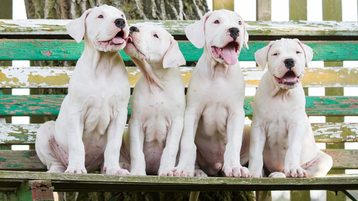 Precio de un dogo argentino en Colombia