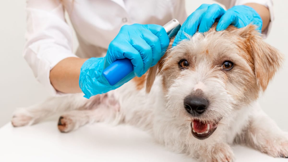 Sottopelo del cane: cos’è e come prendersene cura