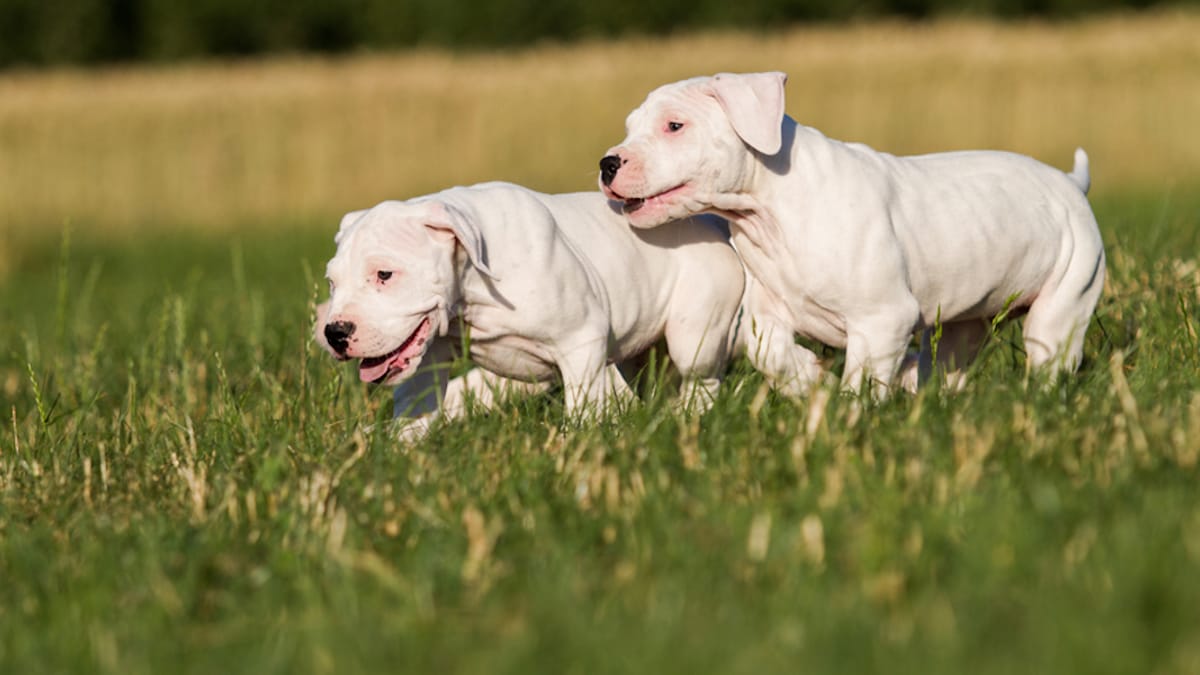 Nombres para dogos argentinos hembra y macho