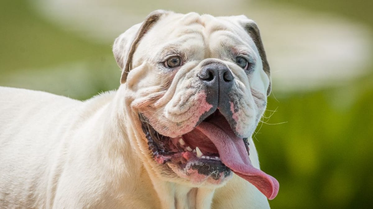 Olde English Bulldogge / Old English Bulldog / OEB Hund