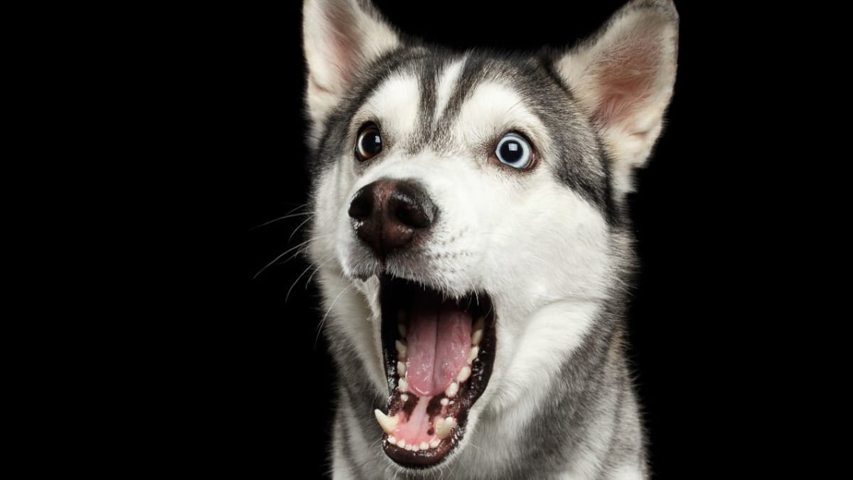 Quelle est la race de chien la plus « bête » selon la science