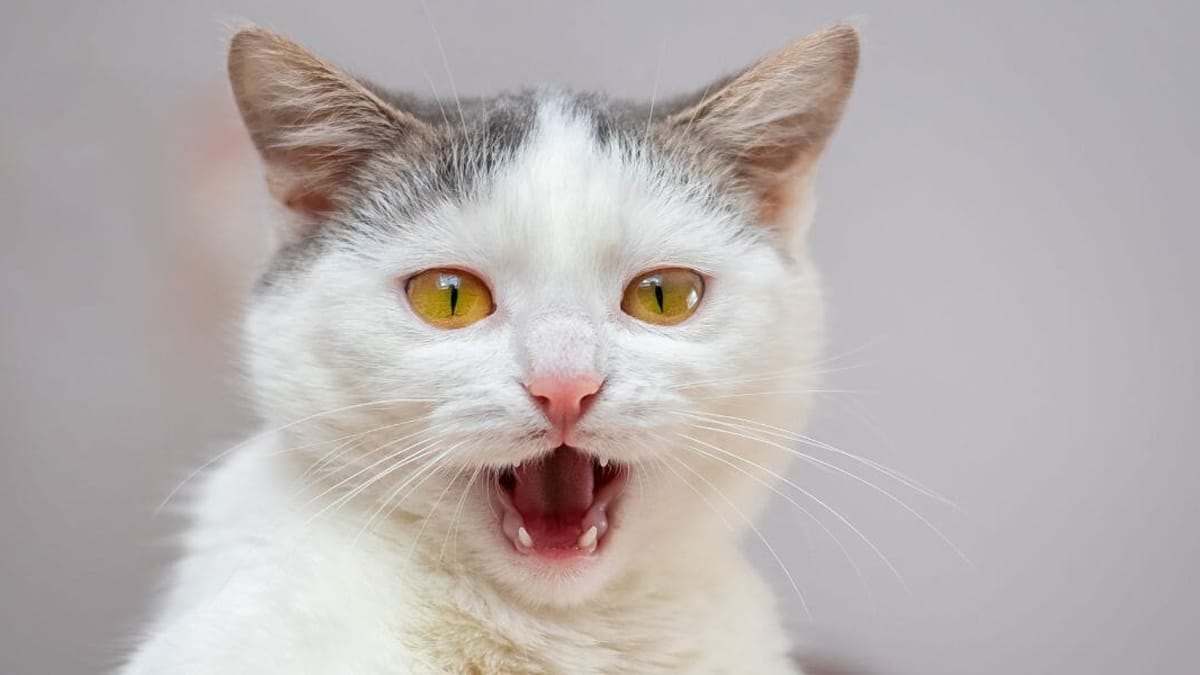 Gato afónico: causas de este problema