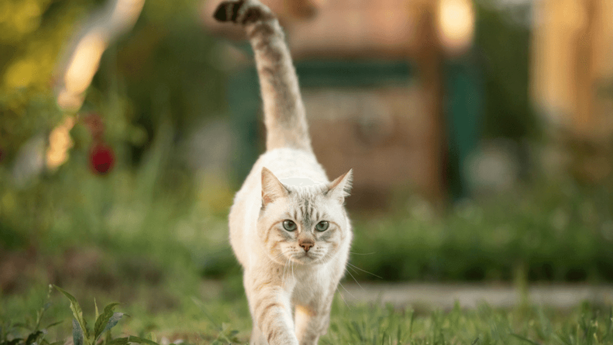 How do cats communicate with their tails?