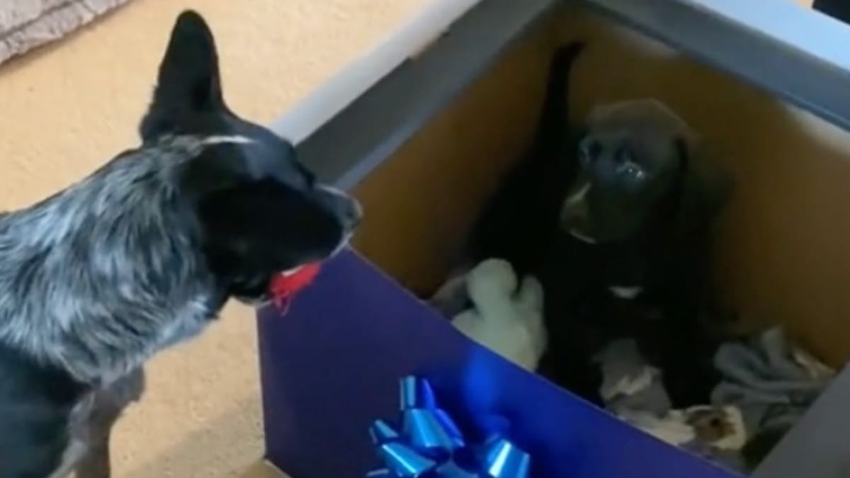 Sa chienne rencontre son nouvel ami : la séquence attendrit plus de 3,4 ...