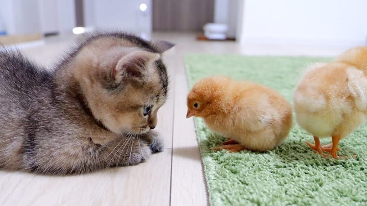 Gato ve pollitos por primera vez: ¡su reacción me mató de amor! (Vídeo)