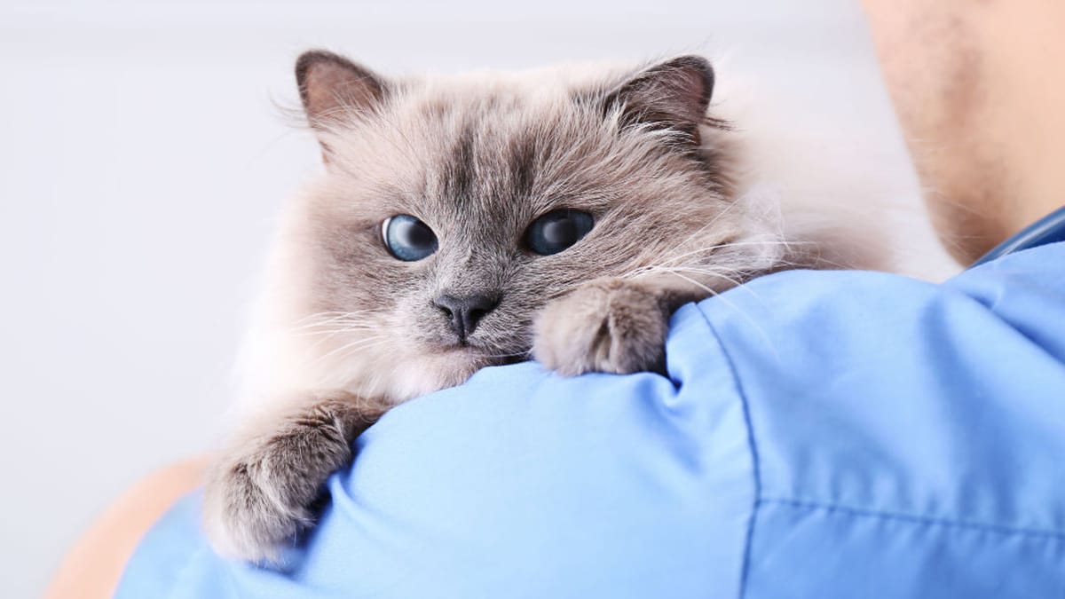 PIF du Chat: Symptômes, Causes et Traitements