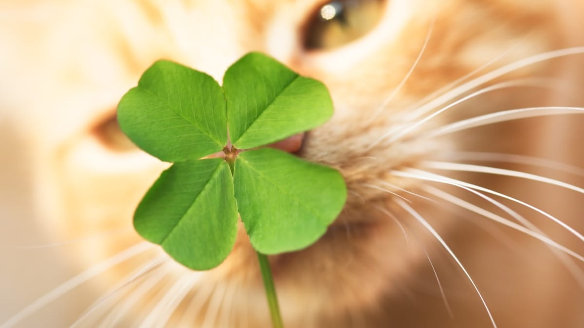 Klee: Ist er giftig für die Katze?