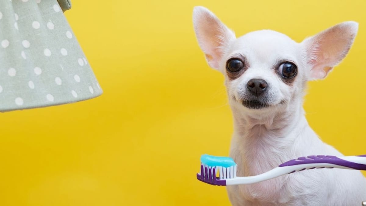 Qué Causa Que Un Perro Tenga Mal Aliento
