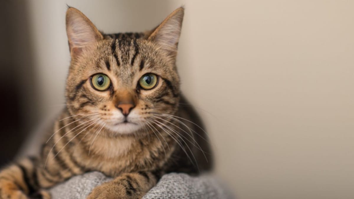 Kot pręgowany: poznaj fascynujące fakty o kocich pręgach!