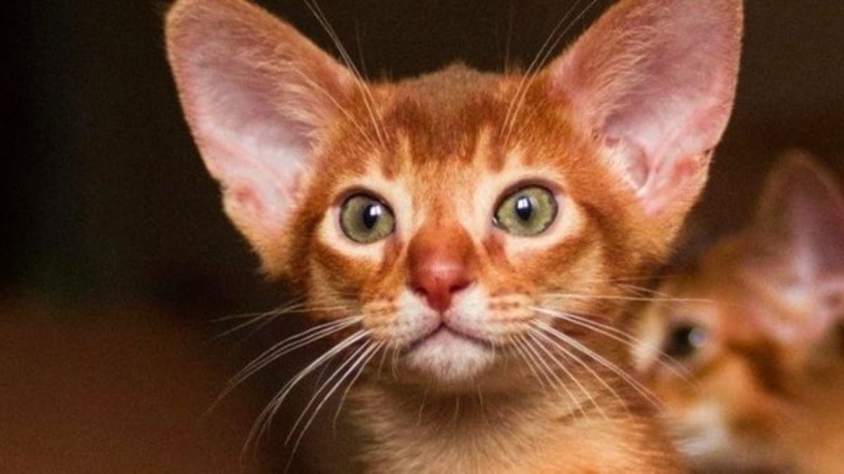 15 chatons Abyssin tellement mignons que vous n’allez pas pouvoir ...