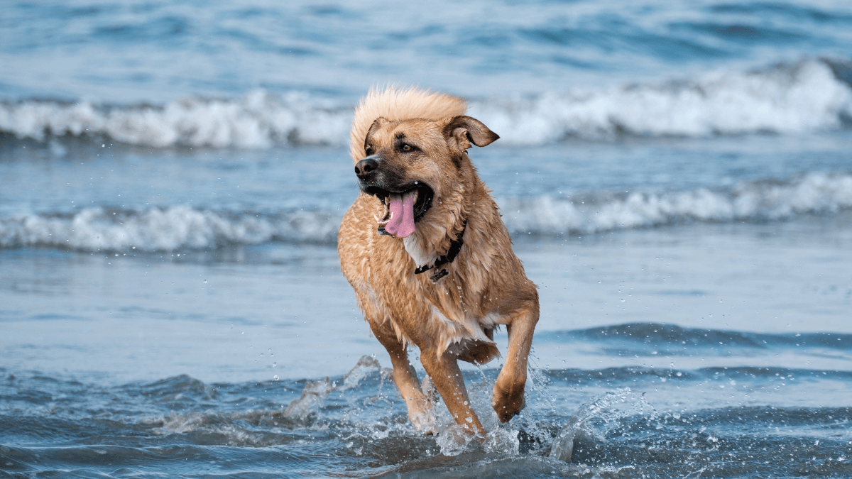 Top 15 beaches in Dorset that allow dogs