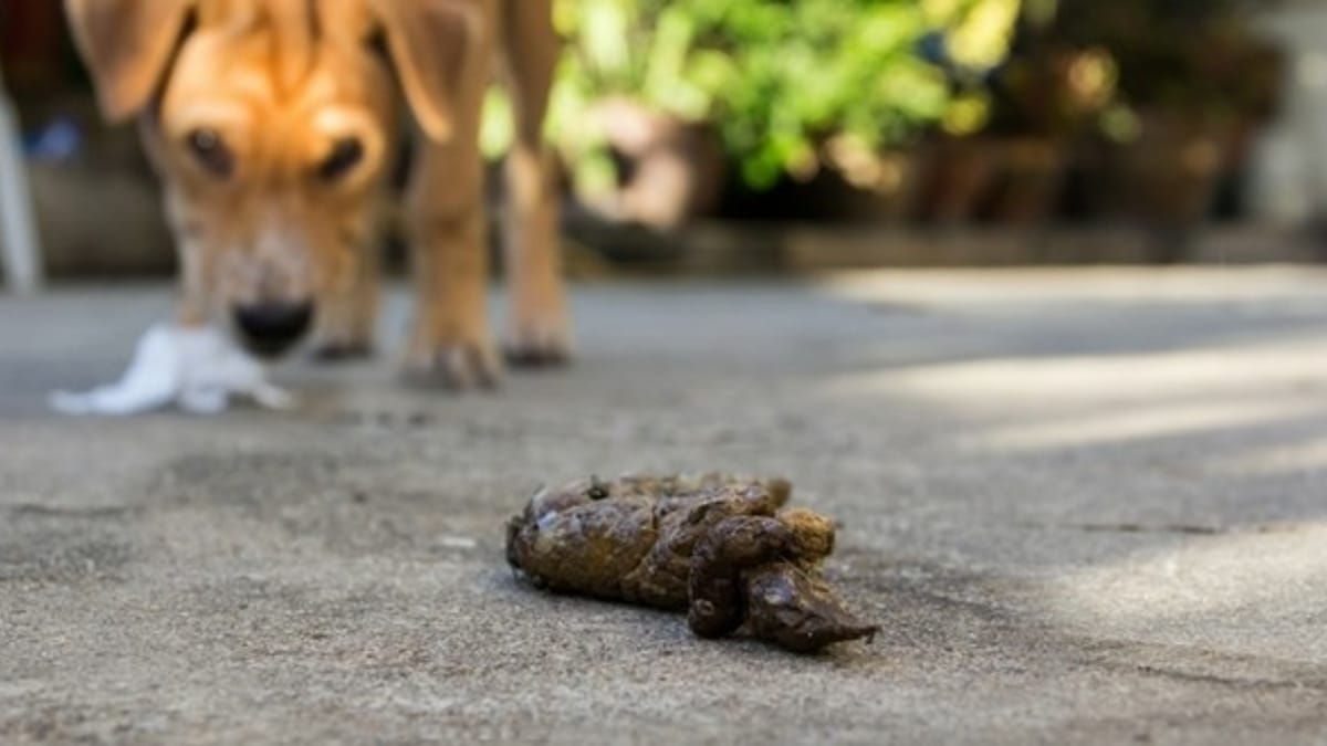 Pourquoi les chiens mangent-ils leur caca