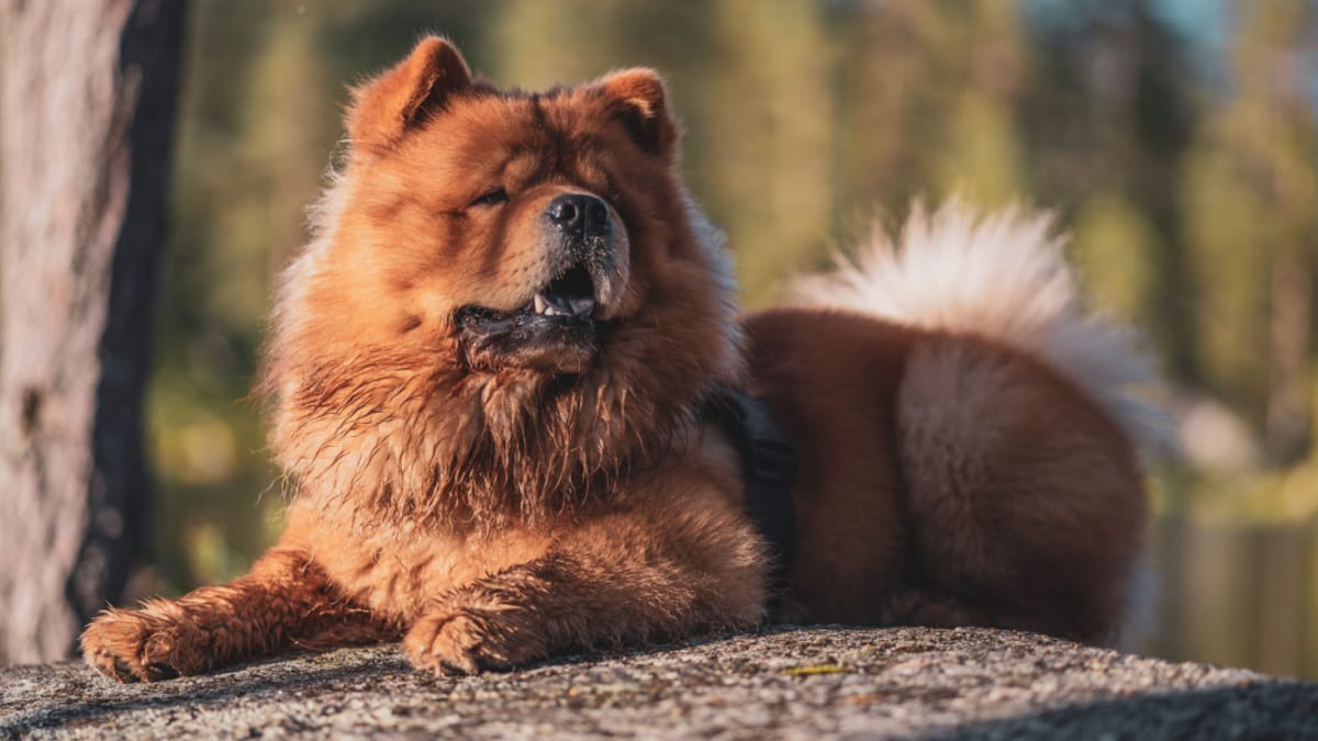 Cane grosso e peloso? Ecco le razze che fanno per te