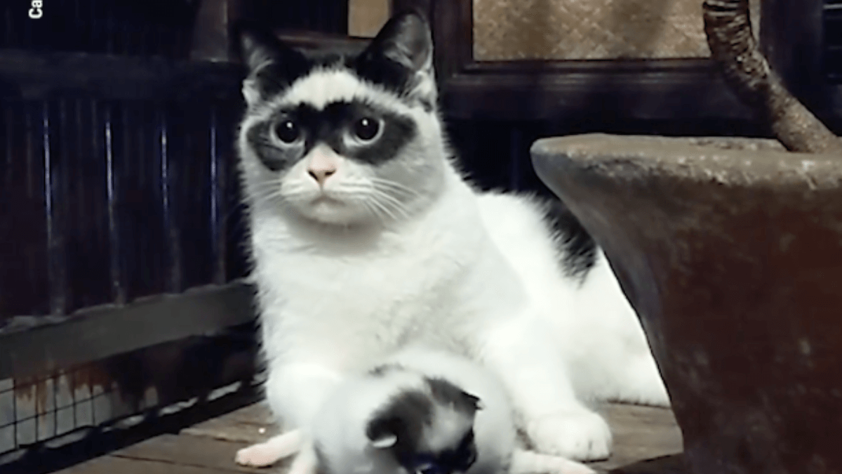 Zorro cat has babies, and everyone is gobsmacked (video)
