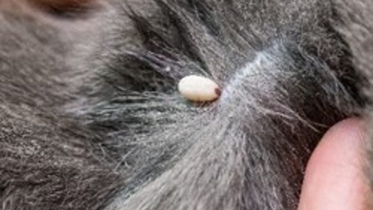 Comment réagir en cas de morsure de tique sur son chat