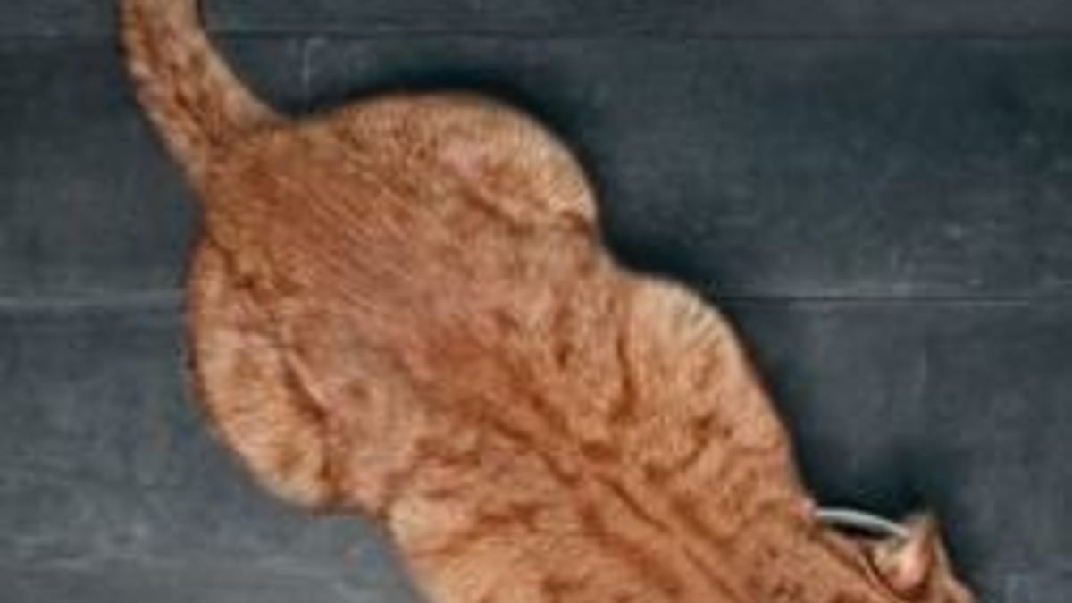 Chat en surpoids : pourquoi faut-il fractionner ses repas