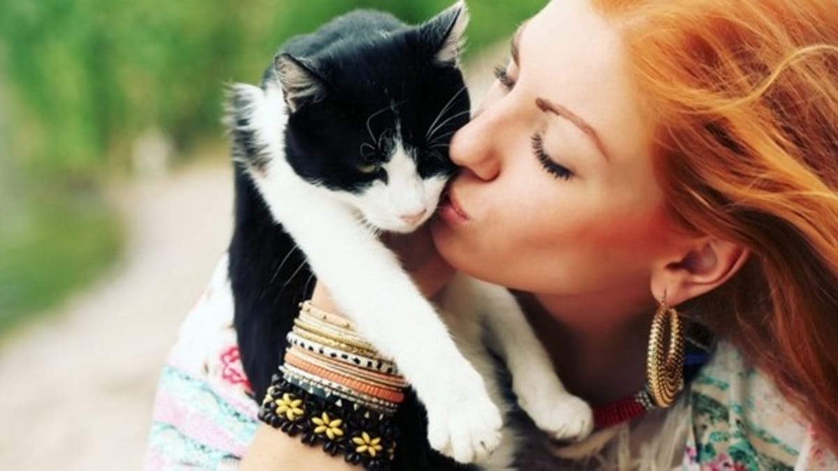 Le chat et les bisous : pourquoi les refuse-t-il