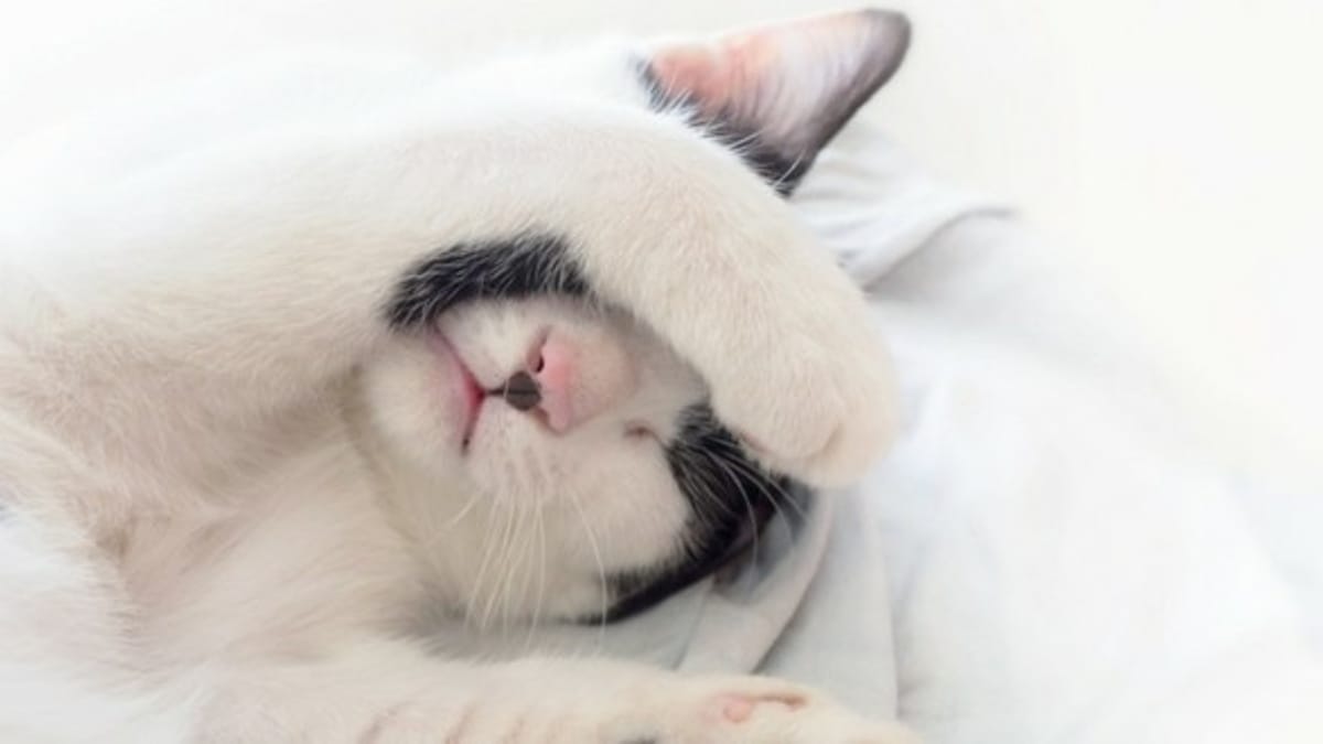 Les principales maladies virales du chat