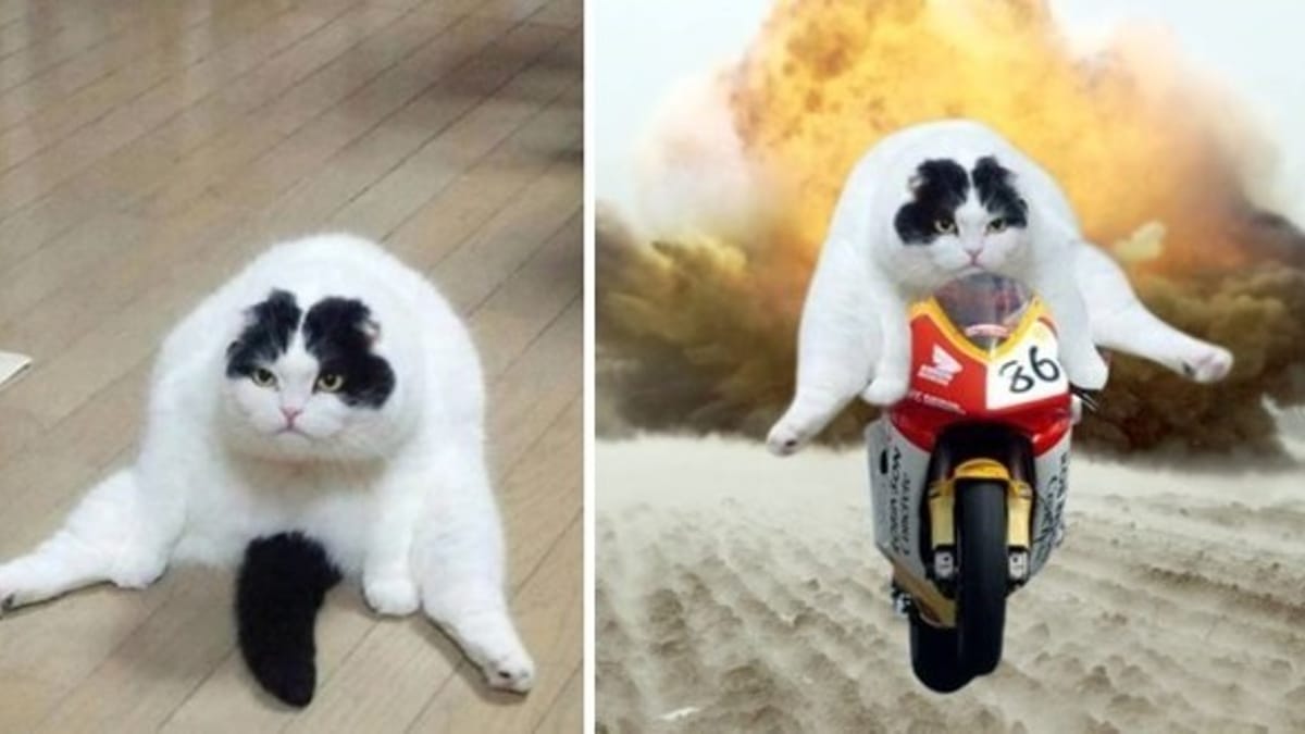 Quand un chat dans une drôle de position affole le Web