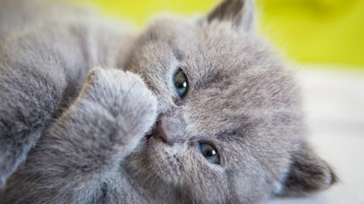 10 chatons Chartreux absolument craquants