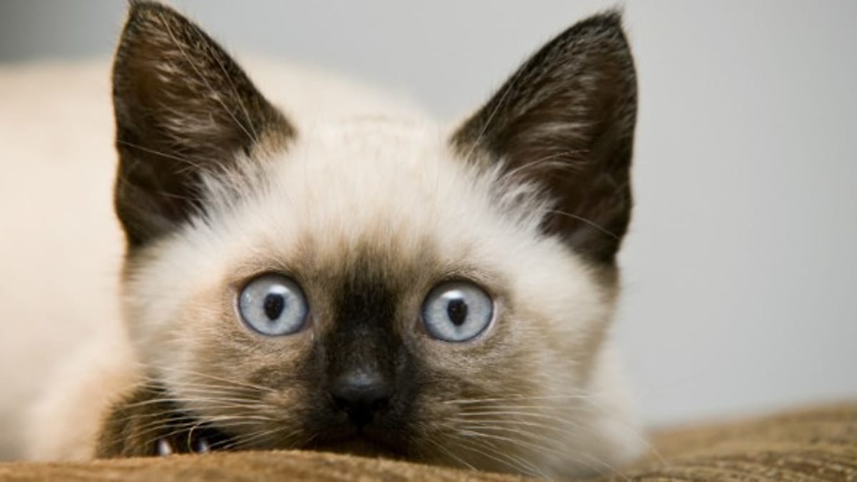 10 chatons siamois absolument craquants (Photos)