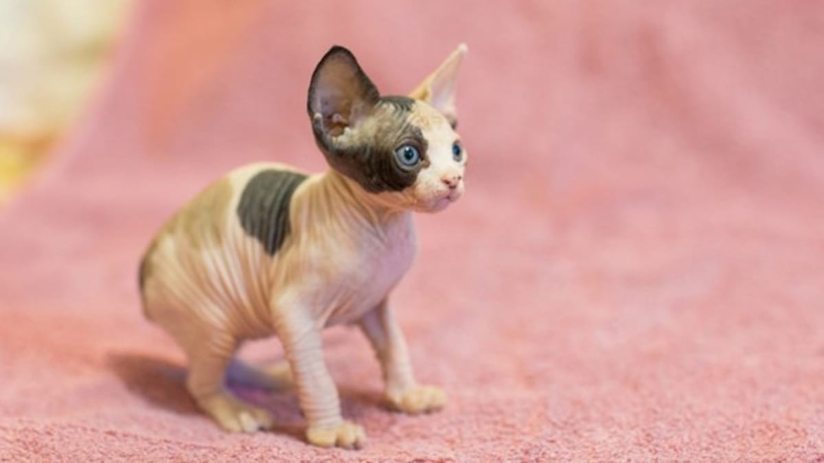 10 adorables chatons Sphynx qui vont vous faire craquer