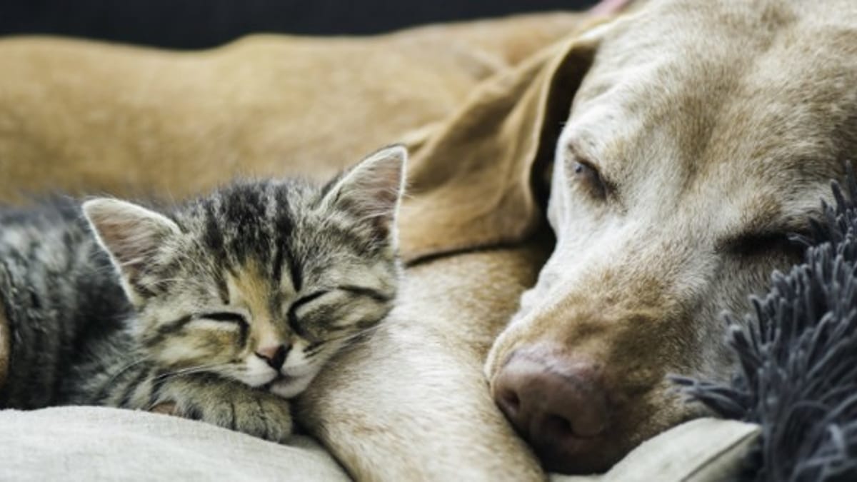 Adopter un chien ou un chat