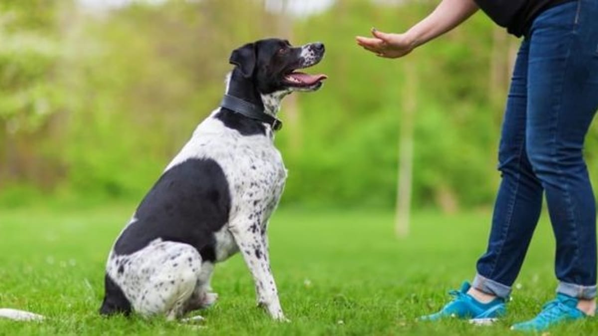 Pourquoi éduquer son chien avec le renforcement positif