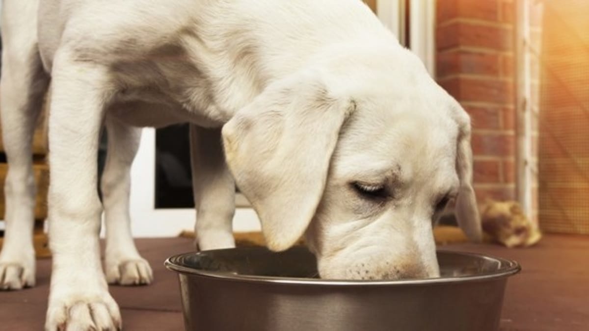 Comment bien nourrir son chien à chaque étape de sa vie