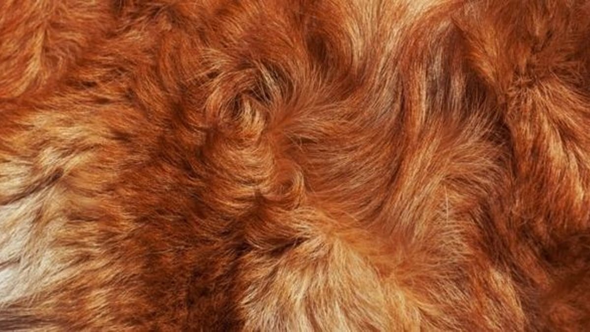 Nutriments pour un beau pelage du chien