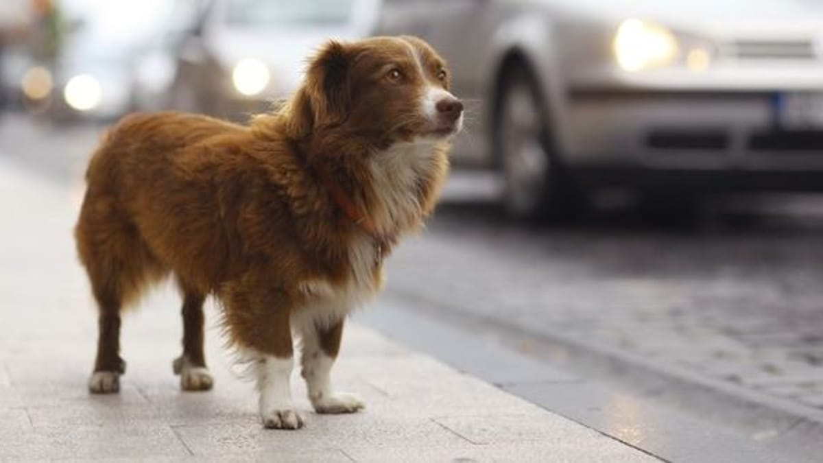 Chien perdu : les démarches à suivre pour retrouver son animal
