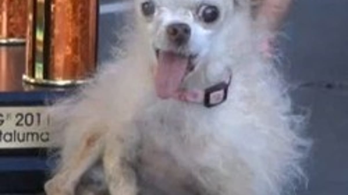 Chien le plus laid du monde : un concours pas si « bête
