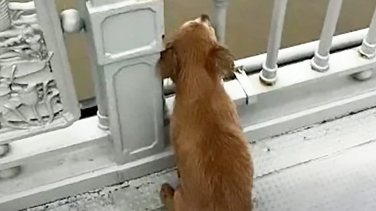 Un chien attend seul sur un pont pendant 4 jours : son histoire ...