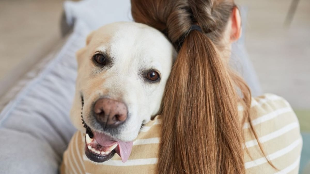 18 imágenes que demuestran que cuanto más grande el perro, mejor