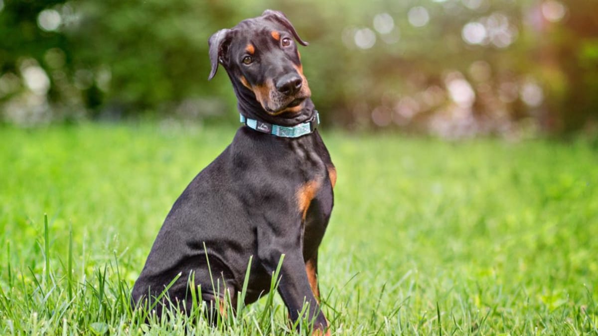 Dóberman: Esperanza de vida, cuidados y salud de esta imponente raza canina