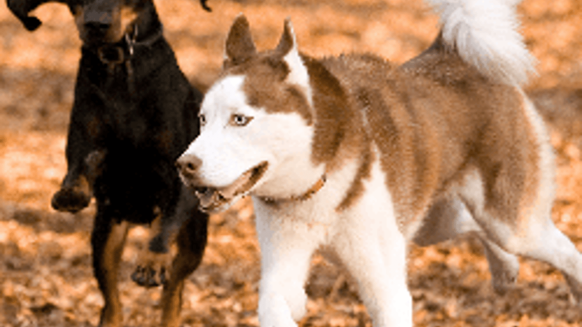 Faire garder son animal pendant les vacances : zoom sur l'échange entre ...