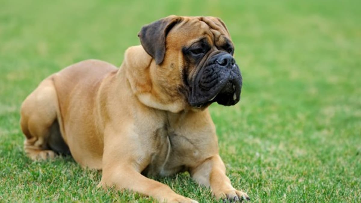 L'éducation du chien