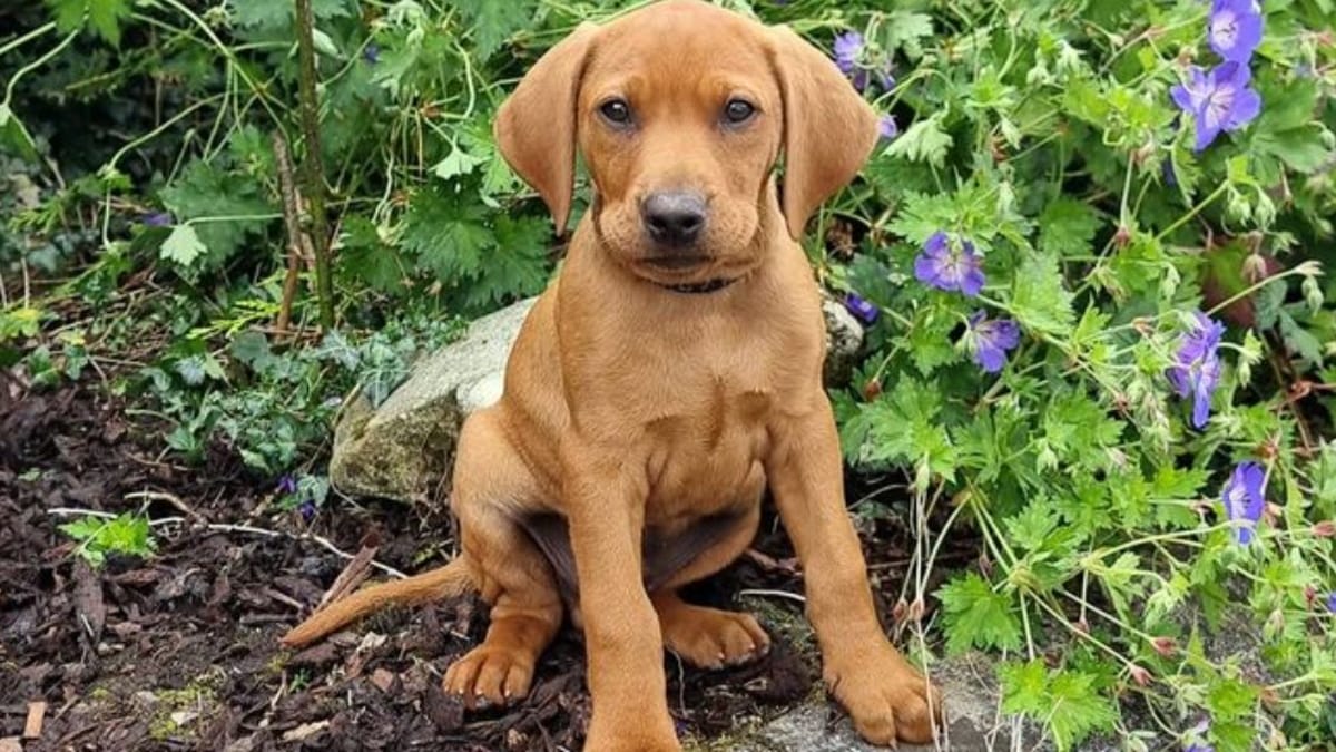 Vizslador: Eigenschaften und Preis des Labrador-Vizsla-Mix