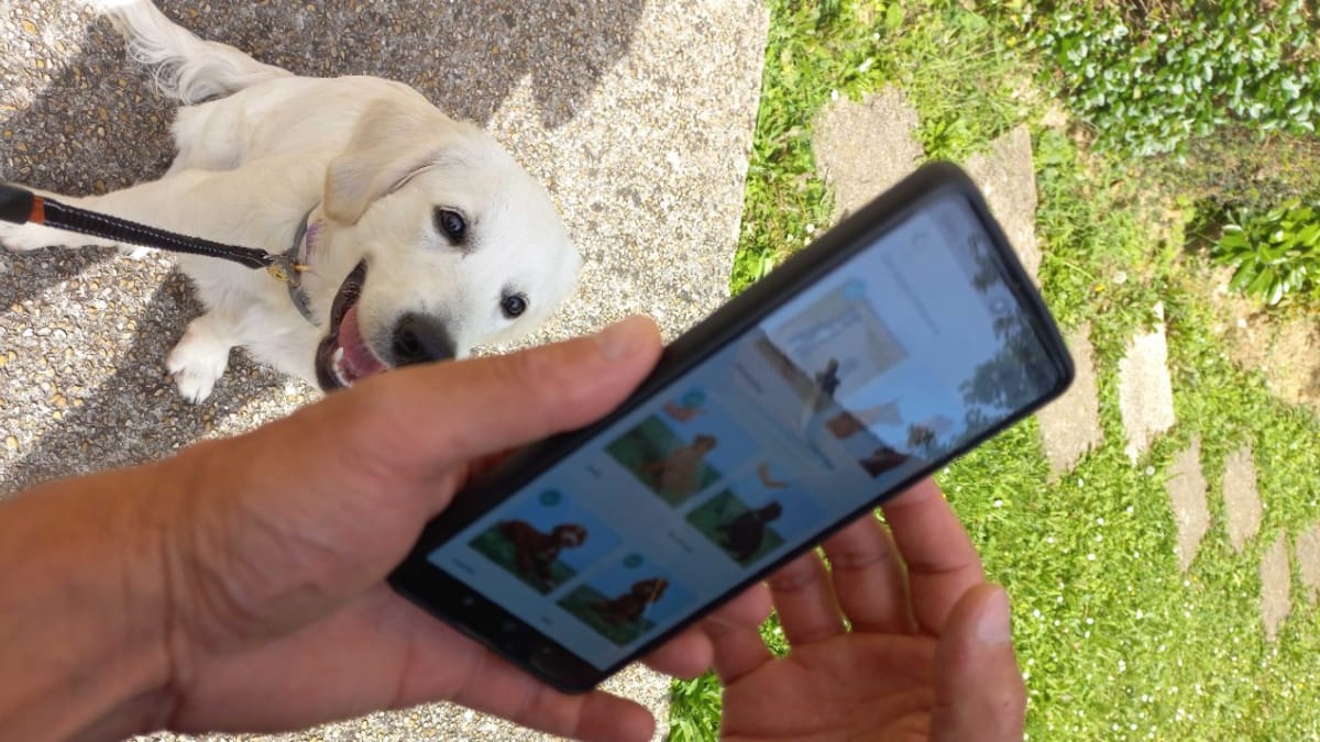 Test de l'application Hundeo : Comment fonctionne le dressage ...