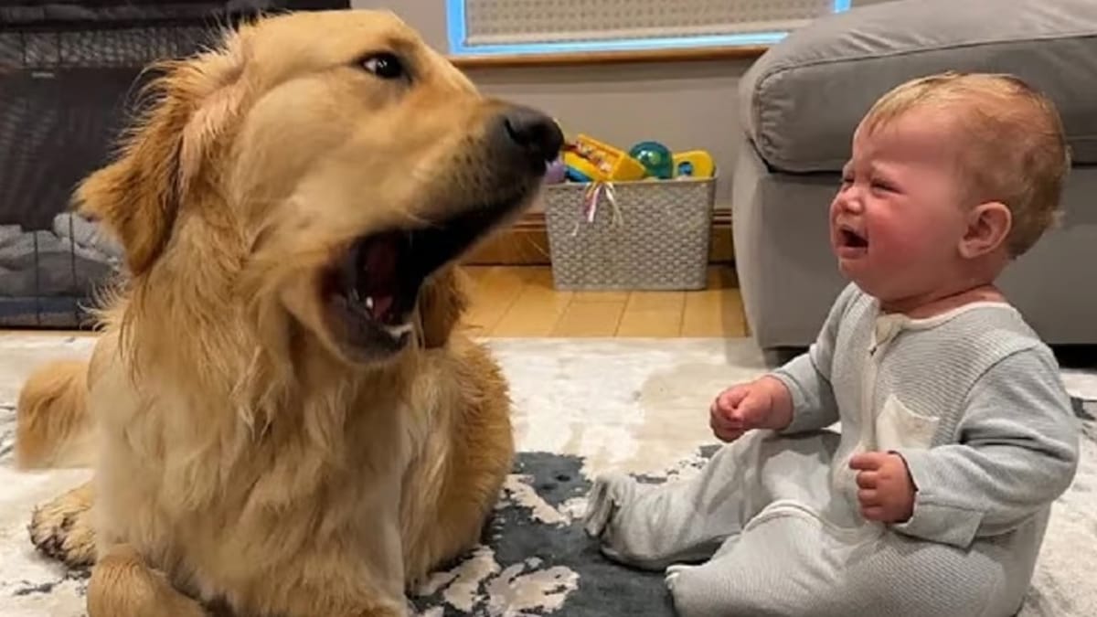 Golden Retriever trifft Baby: Video endet ganz anders als erwartet!