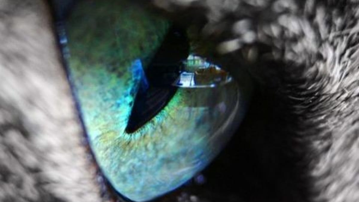Hygiène de l'oeil du chat