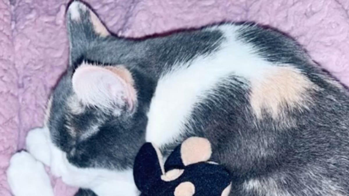 Une chatte perd tragiquement ses chatons : le destin les réunit d'une ...
