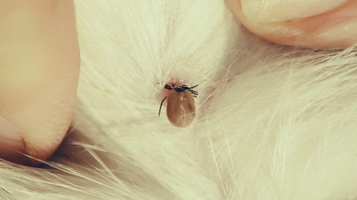 Comment bien retirer une tique à son animal