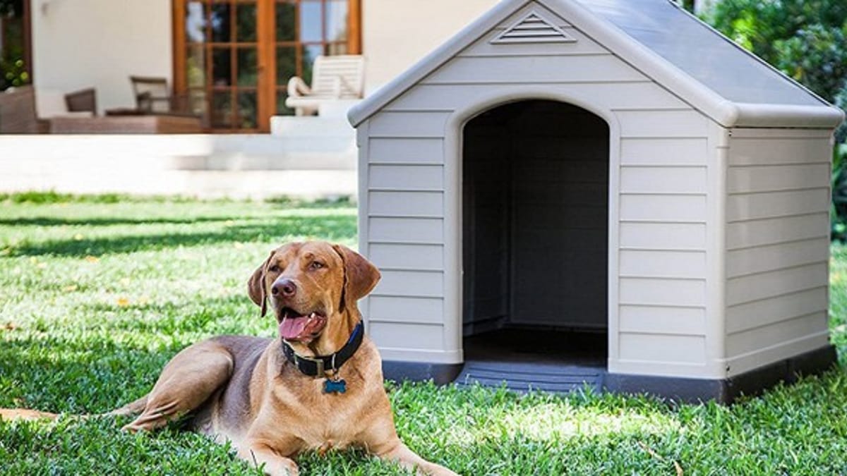 Quelle est la meilleure niche pour chien en 2022